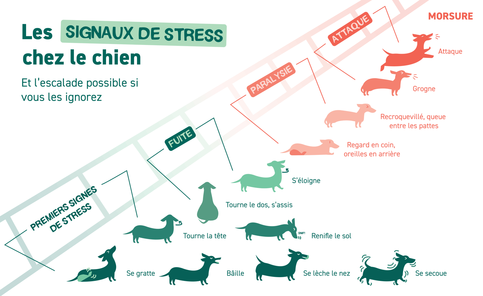8 règles d'or pour emmener votre chien au bureau